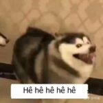 +678 Ảnh Meme Hài Hước – Bộ Sưu Tập Meme Đỉnh Cao Cho Mọi Cảm Xúc